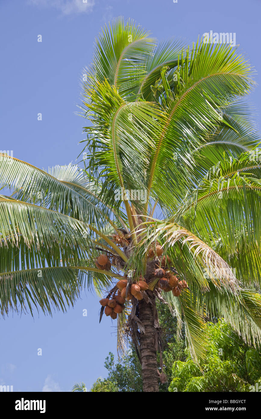 Coconut Palm Cocos nucifera Rarotonga Cook Islands Polynesia Stock ...