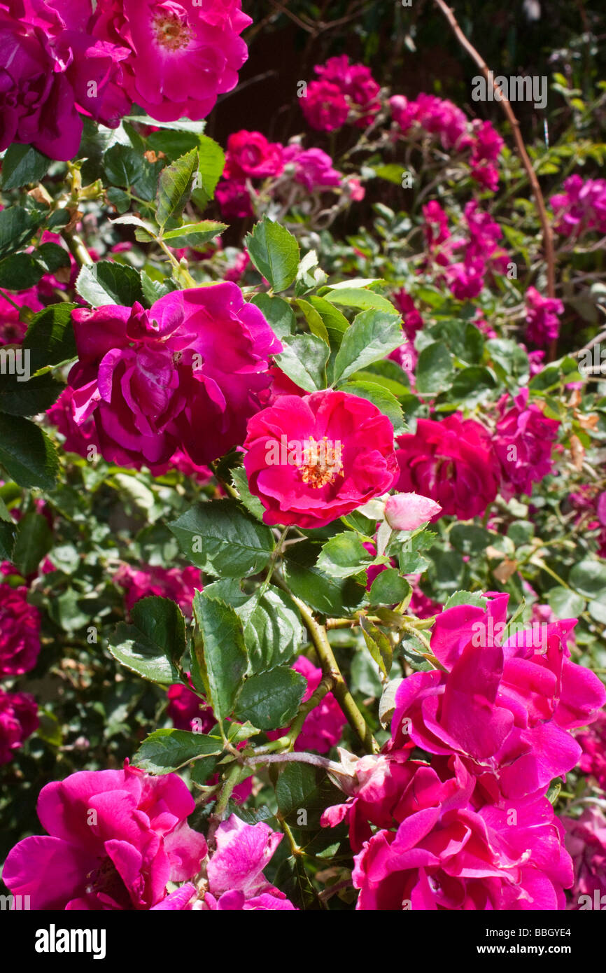 Closeup of a Trailing Rose Stock Photo - Alamy