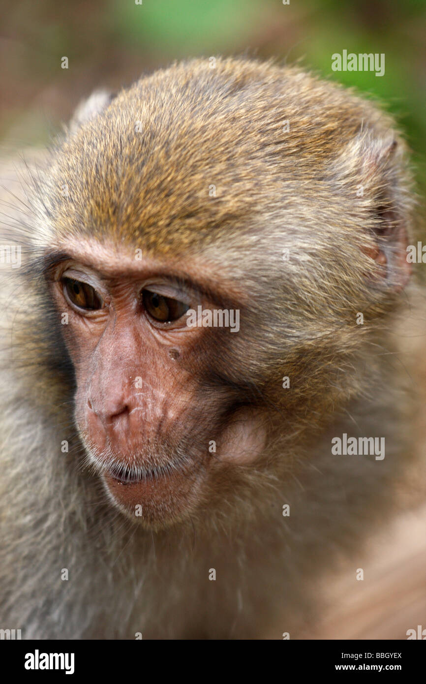 Vietnam look hi-res stock photography and images - Alamy