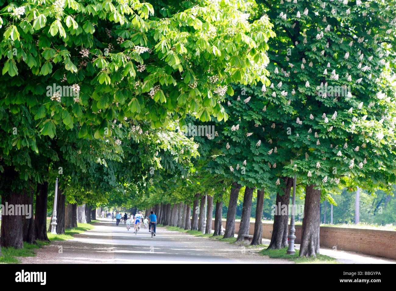 Beautiful,Famous and unique the wide historic walls of the Tuscan city ...