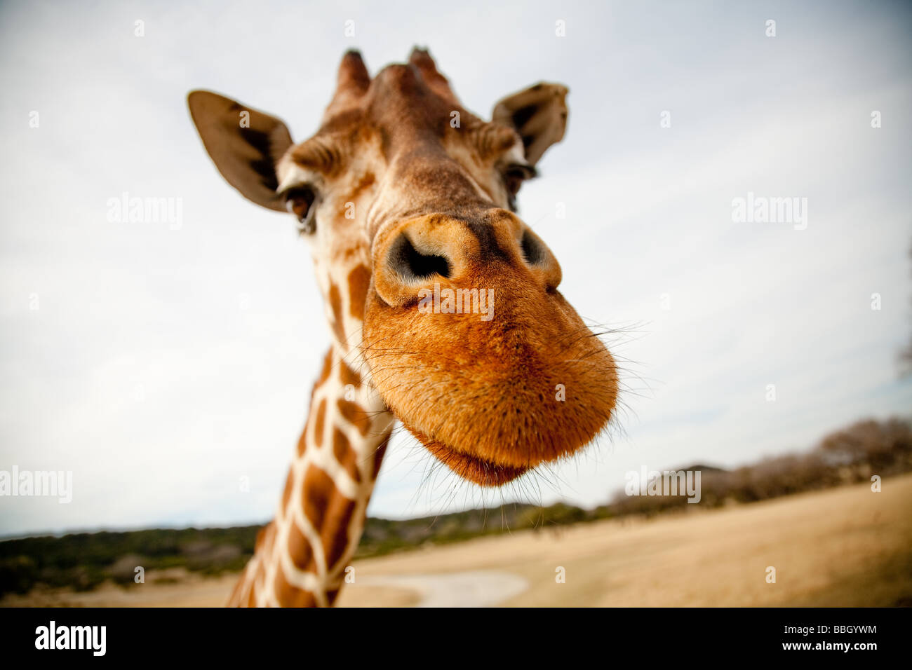 Safari animals south africa hi-res stock photography and images - Alamy
