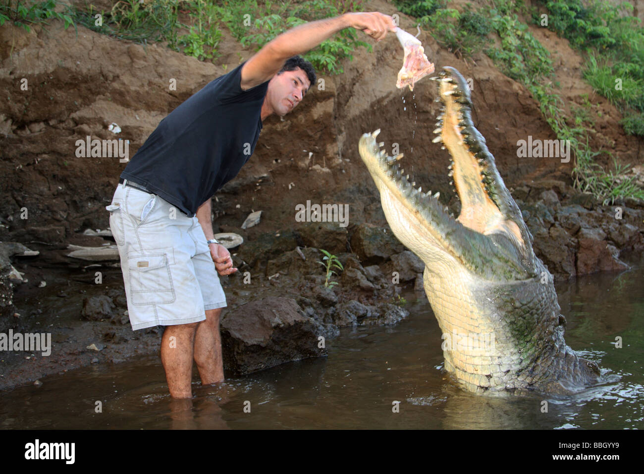 Feeding the crocodile hi-res stock photography and images - Alamy