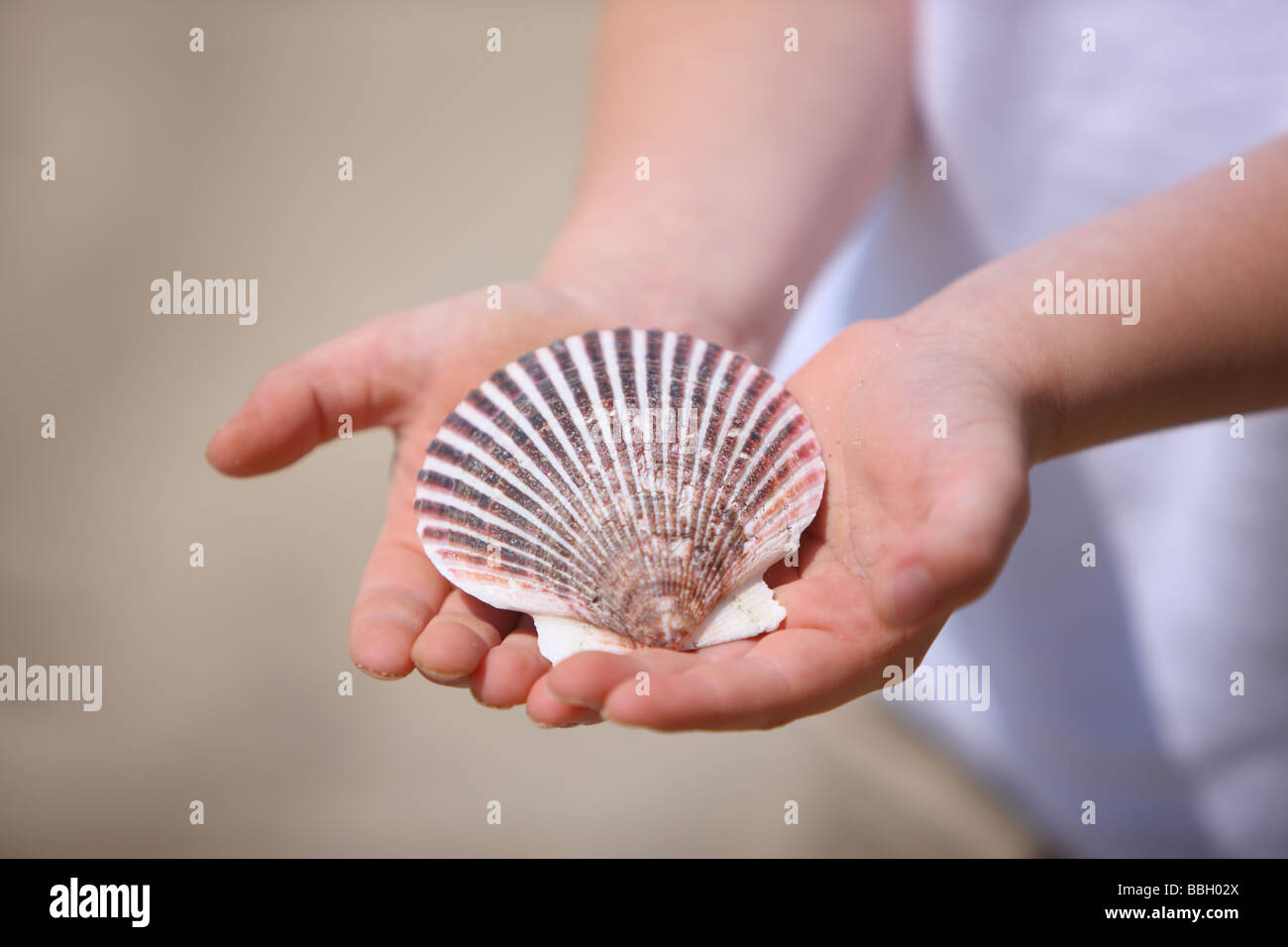 Shell in young boys hands Stock Photo - Alamy