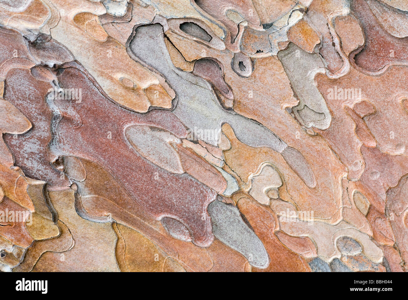 Crimean pine tree hi-res stock photography and images - Alamy