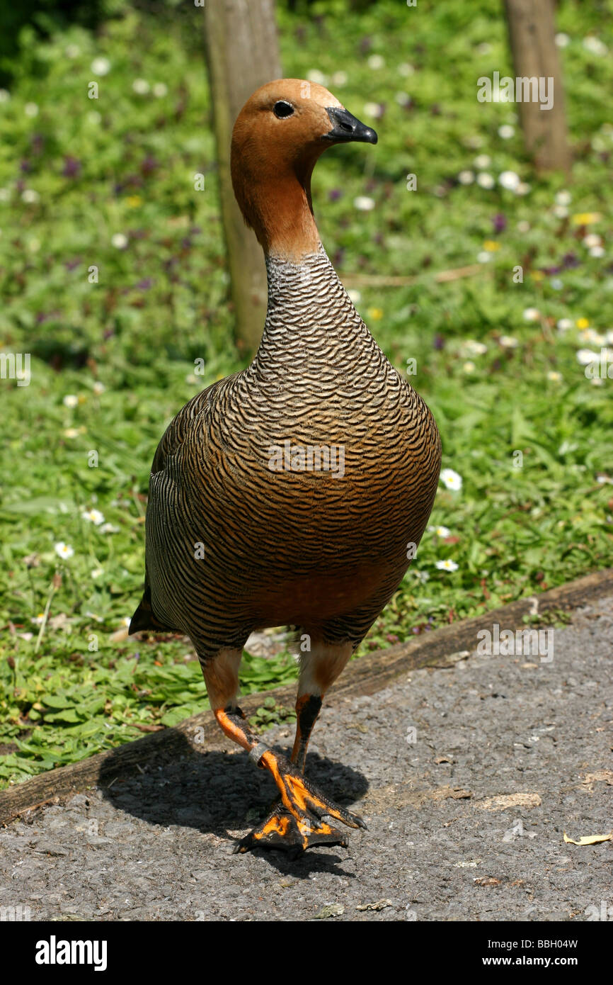 Bird at WWT National Wetlands Centre Wales Stock Photo - Alamy