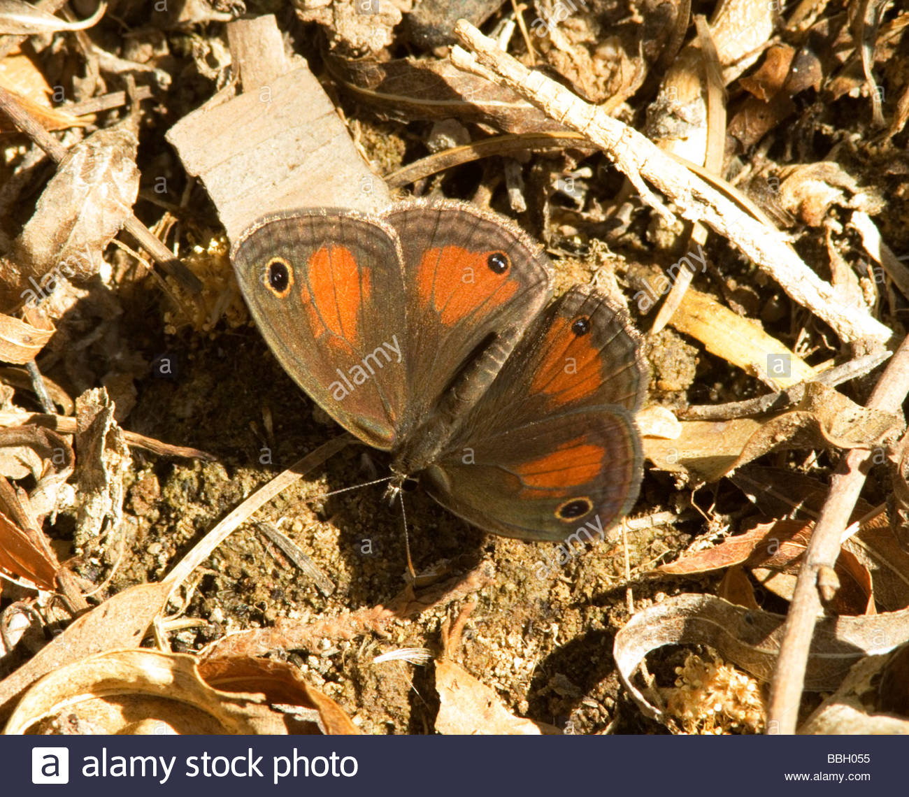 Satyr Butterfly