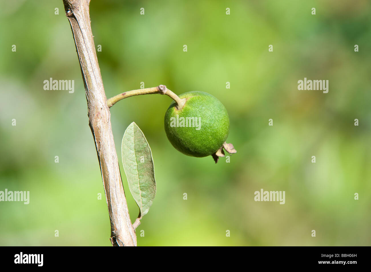 Guava (Psidium guajava) unripe fruit invasive introduced species ...