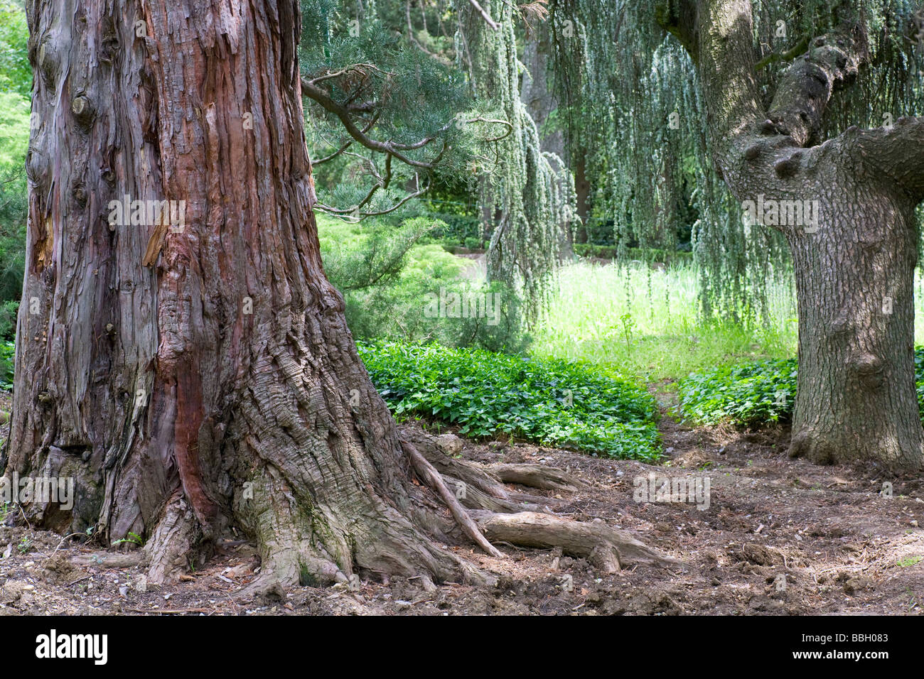 basal trunk part of old majestic sequoia tree Sequoiadendron giganteum ...