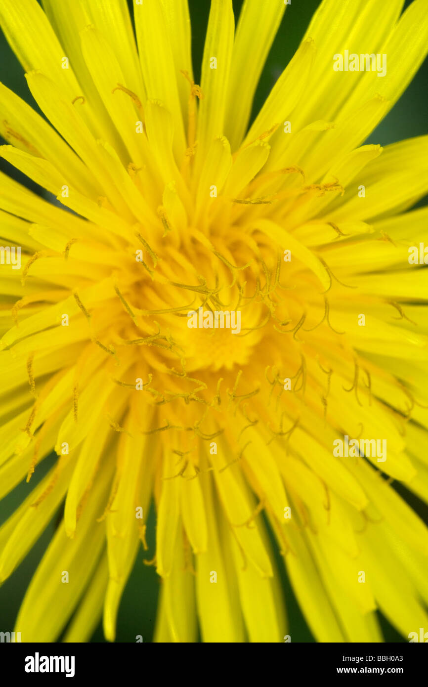 Dandelion Taraxacum officinale close-up of flower showing petals and ...
