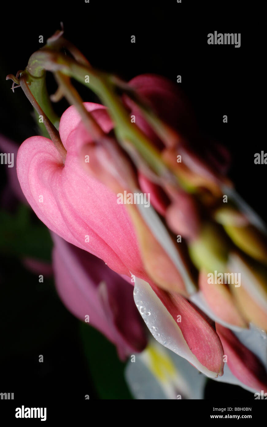Drooping heart hi-res stock photography and images - Alamy