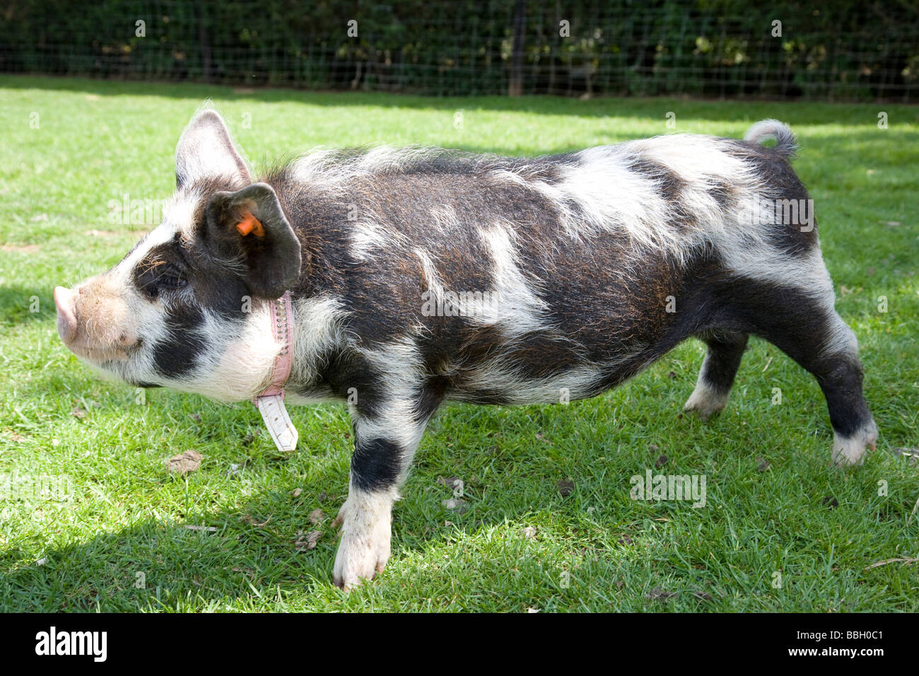 Kune kune pig hi-res stock photography and images - Alamy