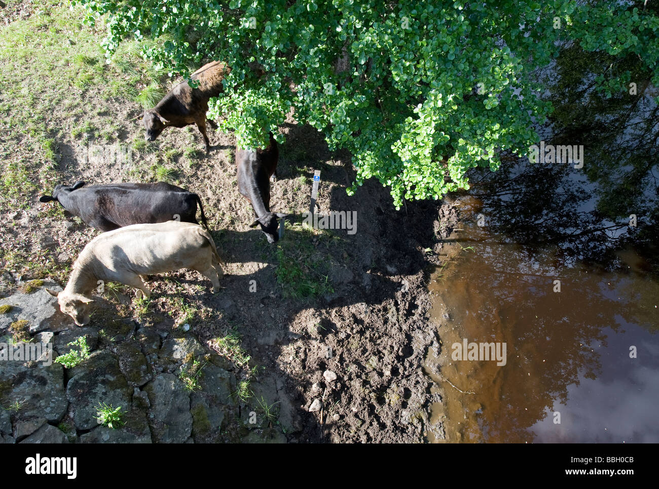Forest smaland sweden hi-res stock photography and images - Alamy