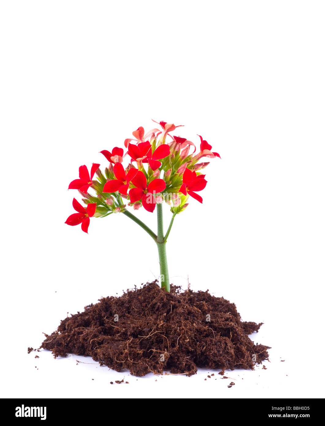 Sprout of flower in soil Isolation on white Stock Photo - Alamy