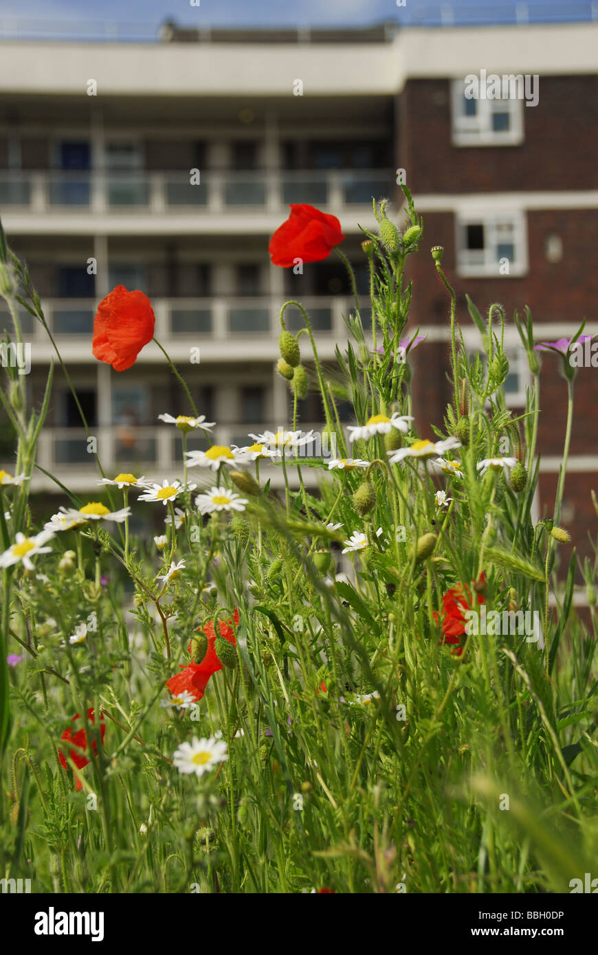 Urban wild flowers with blocks of flats in the background Stock Photo ...