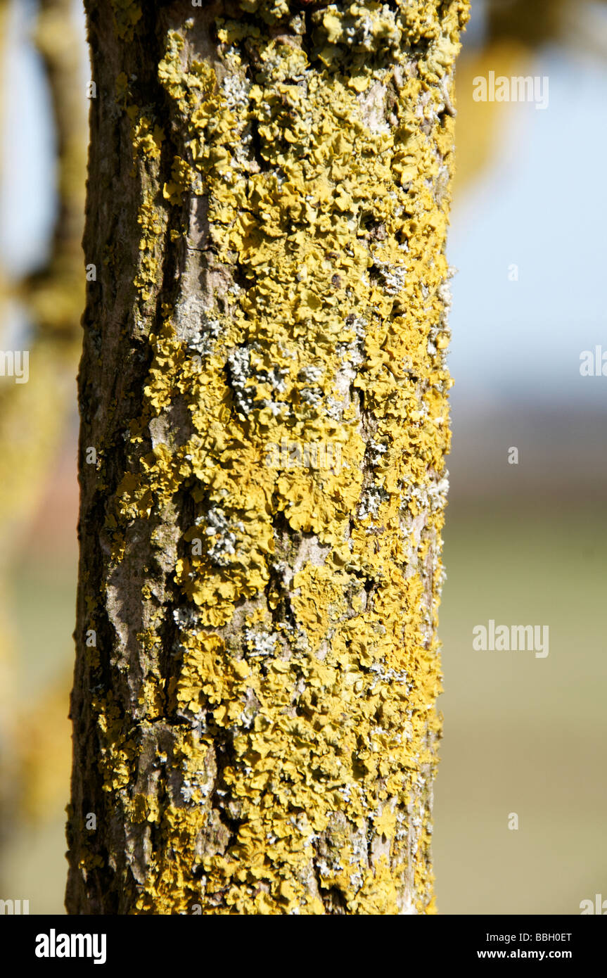 A close up veiw of a moss covered tree trunk Stock Photo - Alamy