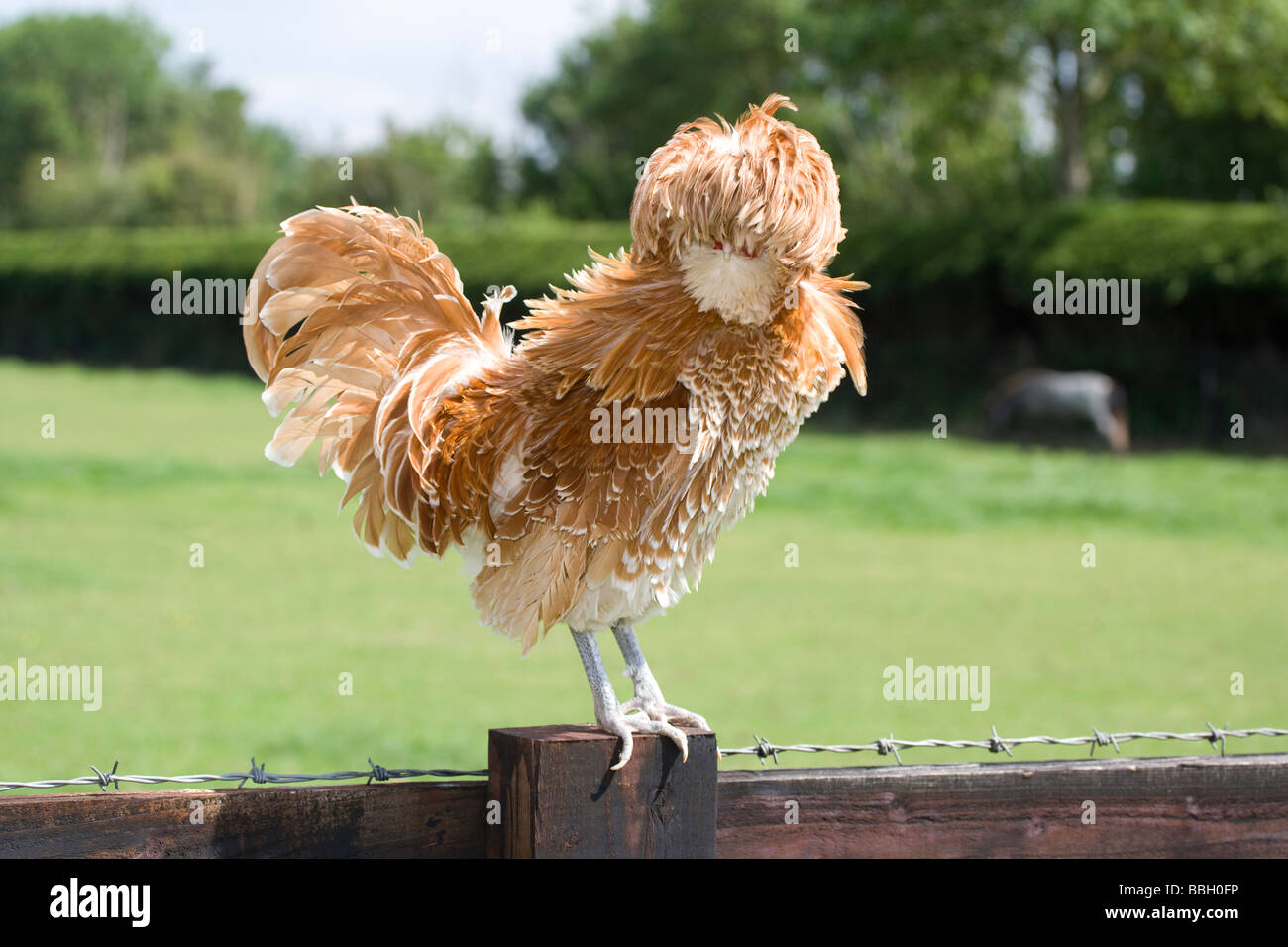 Polish Frizzle Chicken