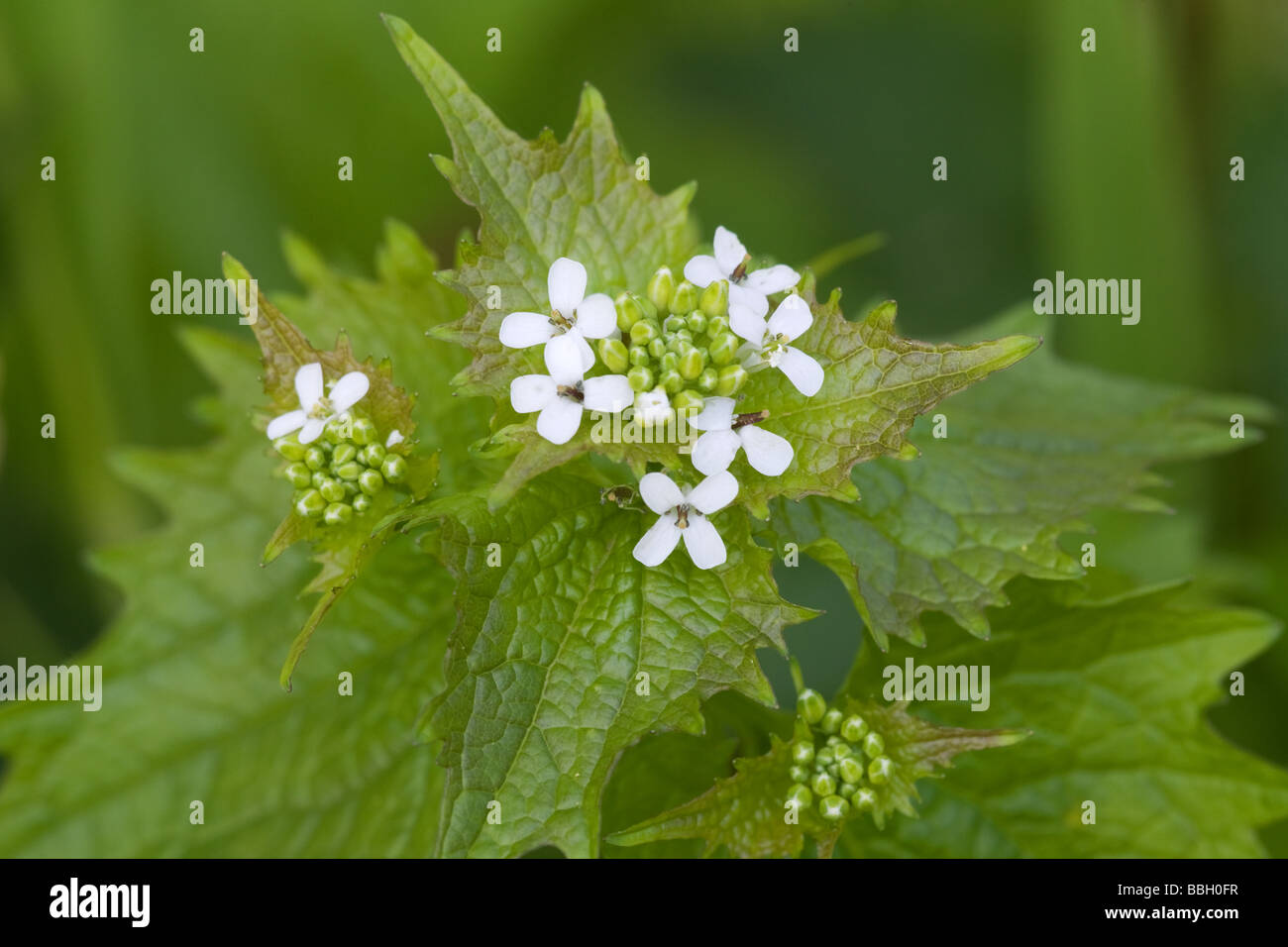 Garlic Mustard Alliaria petiolata close-up of plant in flower Stock ...