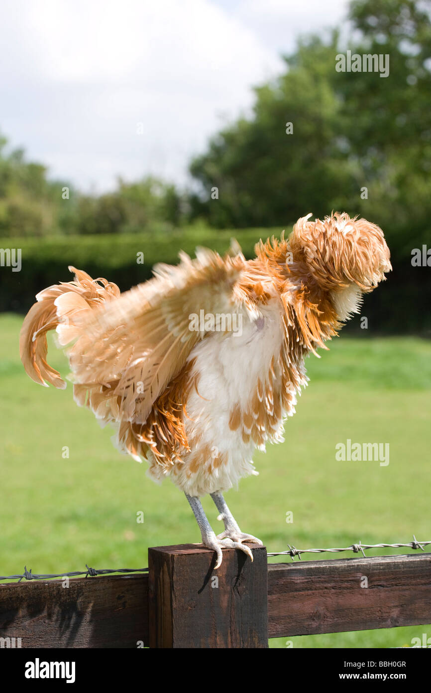 Polish bantam hi-res stock photography and images - Alamy