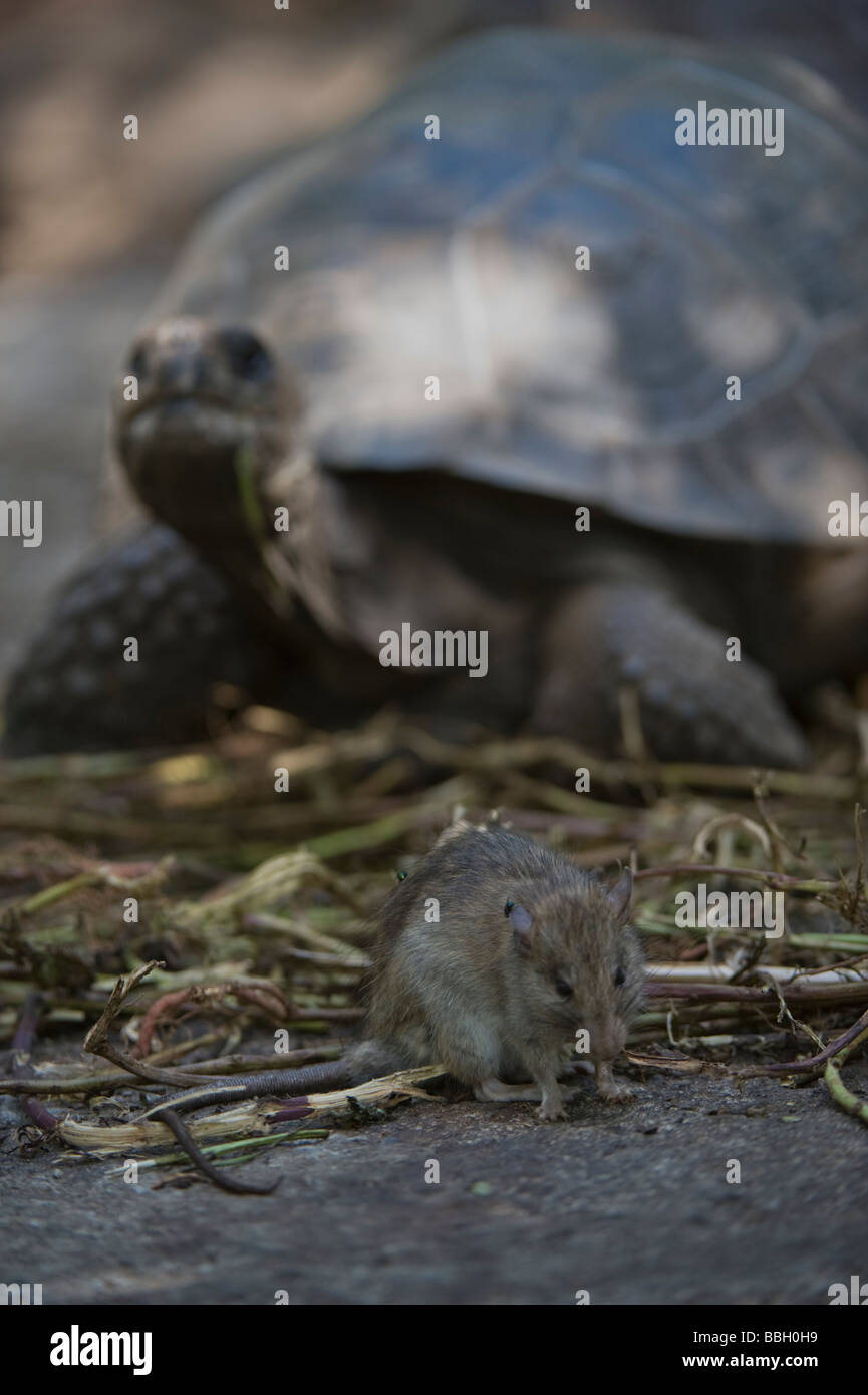 Galapagos Giant Tortoise (Geochelone elephantophus) and Brown Rat ...