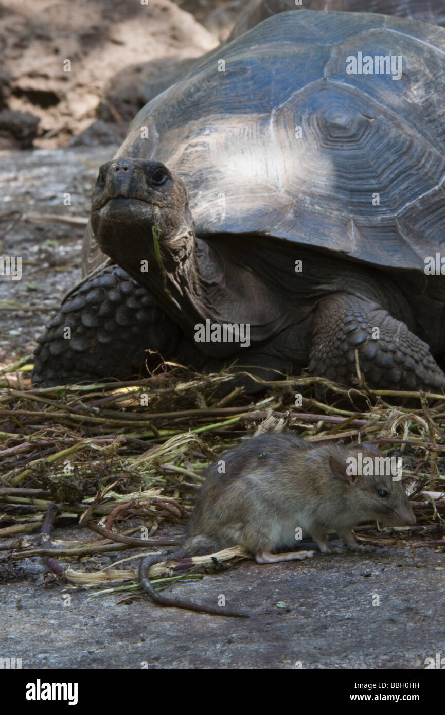 Giant rats hi-res stock photography and images - Alamy