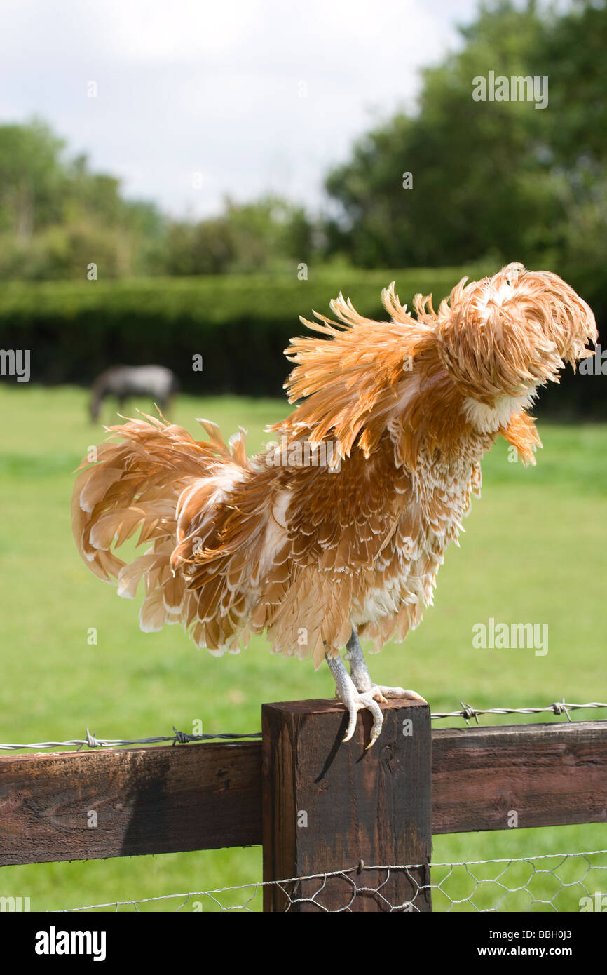 Polish Frizzle Bantam stood on a fence Stock Photo - Alamy