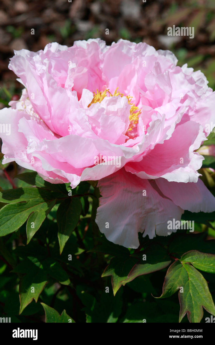 lavish and beautiful ,double,peony,paeony blossom in full bloom Stock ...