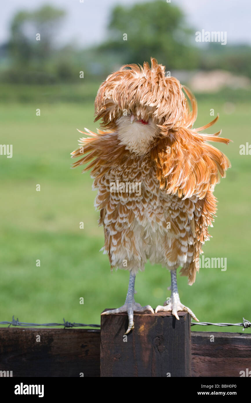 Polish chicken hi-res stock photography and images - Alamy