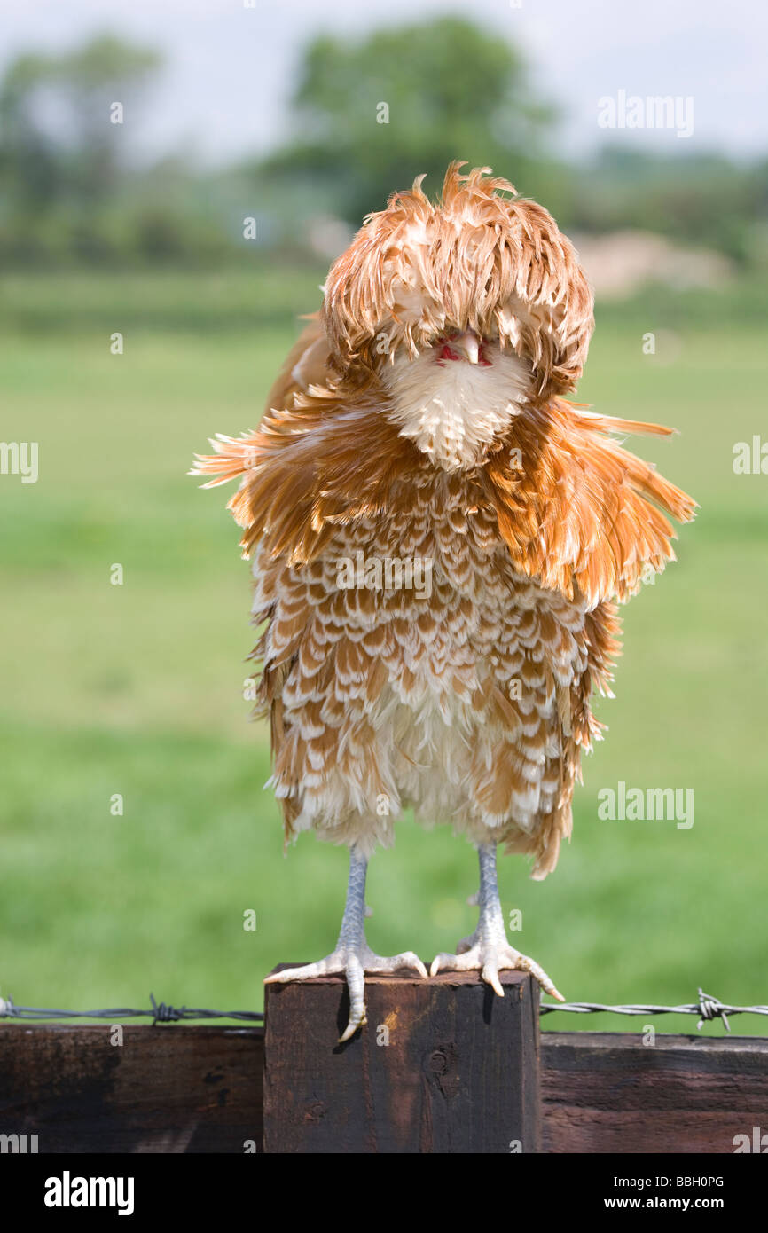 Polish chicken hi-res stock photography and images - Alamy