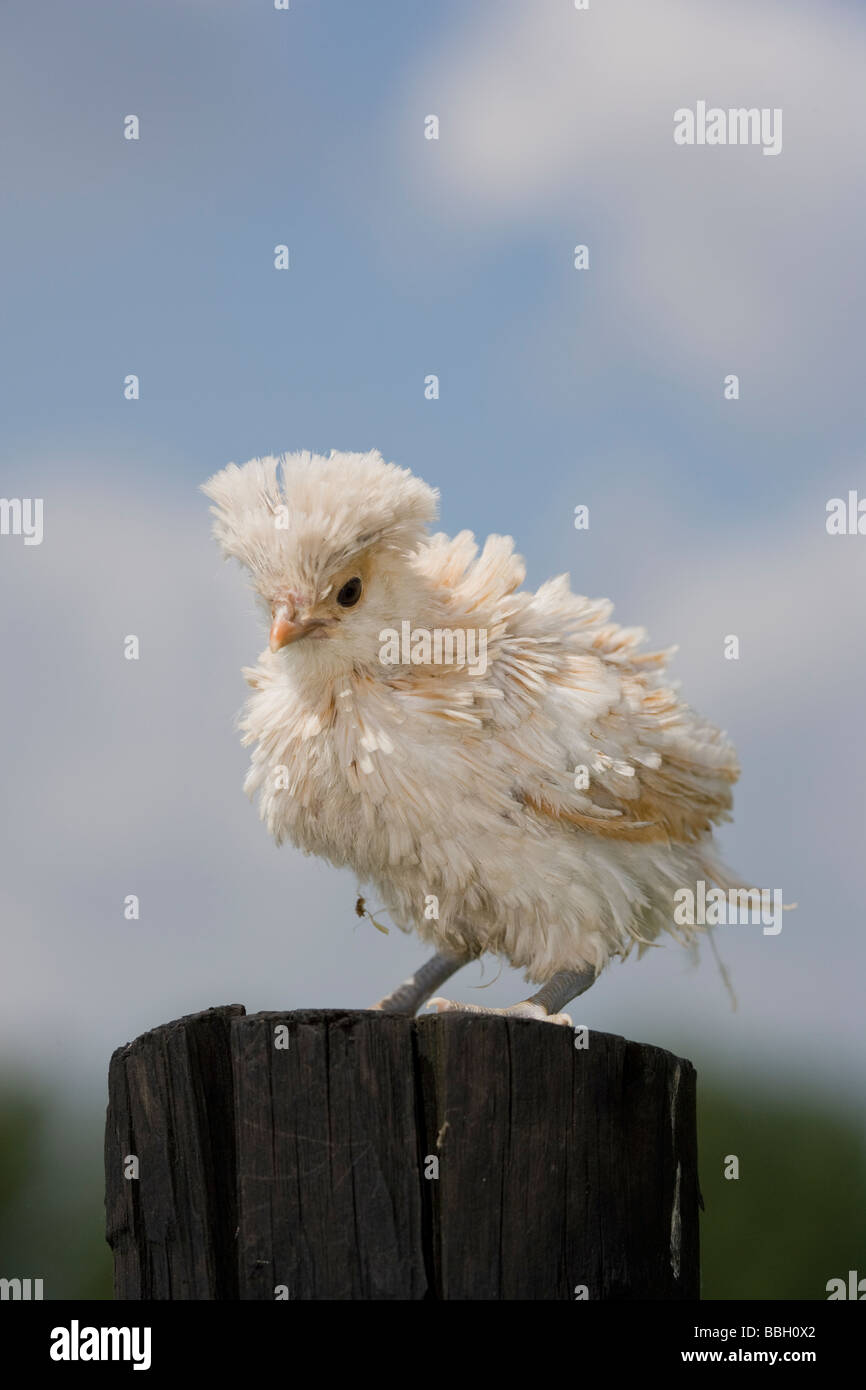 Polish Frizzle Bantam Chick Stock Photo - Alamy