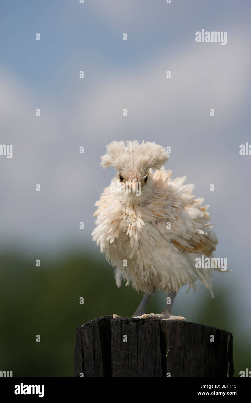 Polish Frizzle Bantam Chick Stock Photo - Alamy