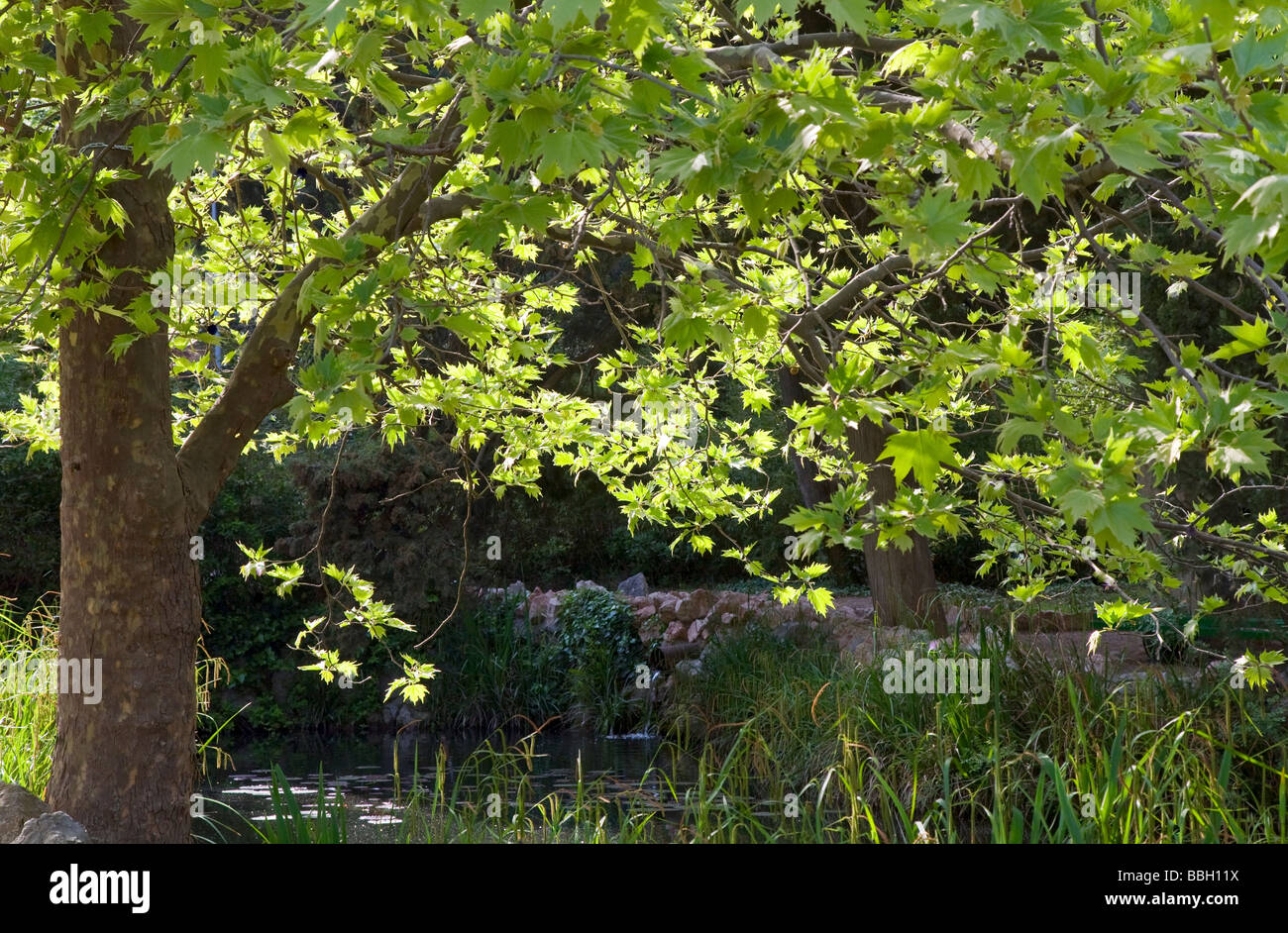 maple tree by small summer pond Stock Photo - Alamy