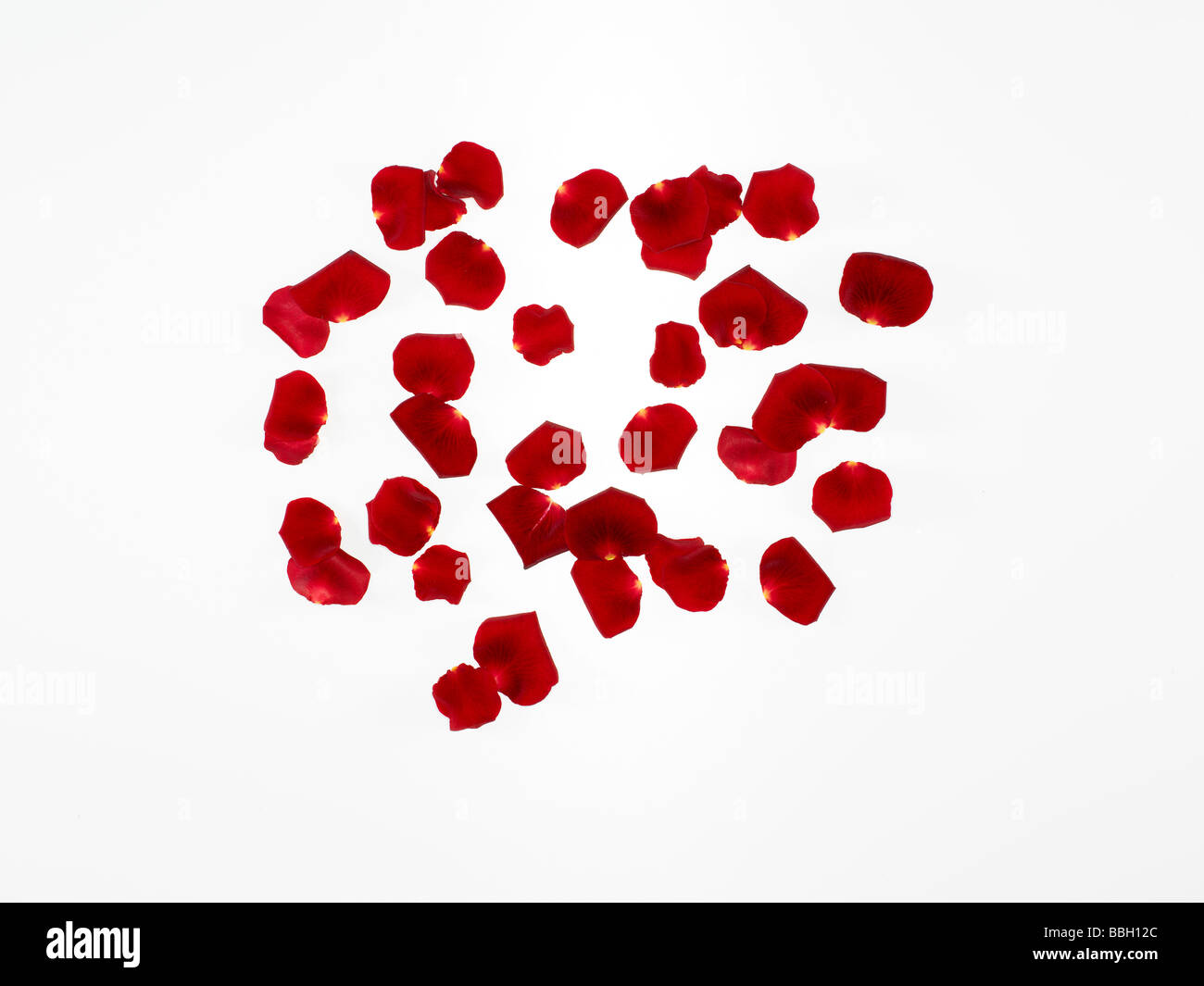 Rose petals hi-res stock photography and images - Alamy
