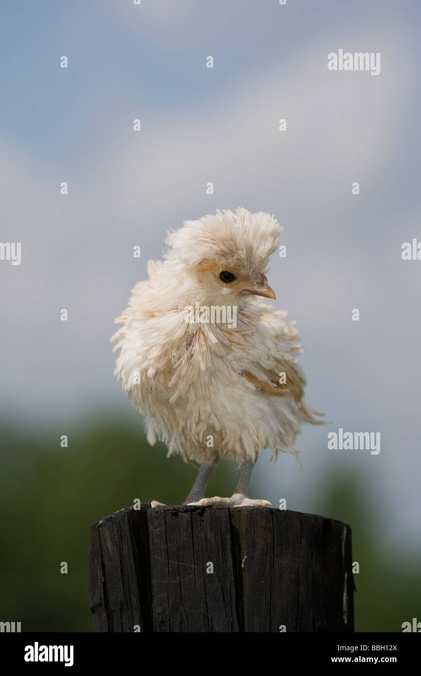 Polish bantam hi-res stock photography and images - Alamy