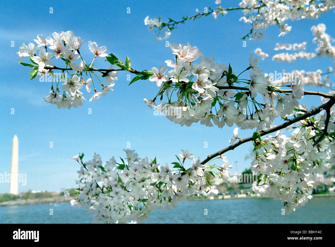 George washington cherry tree hi-res stock photography and images - Alamy