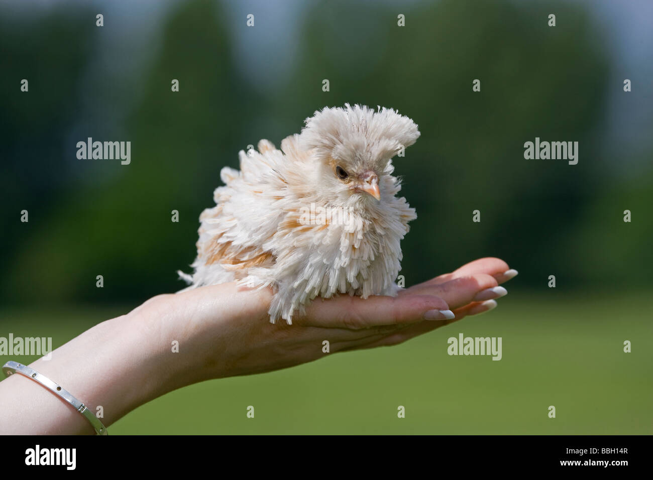 Polish frizzle bantam hi-res stock photography and images - Alamy