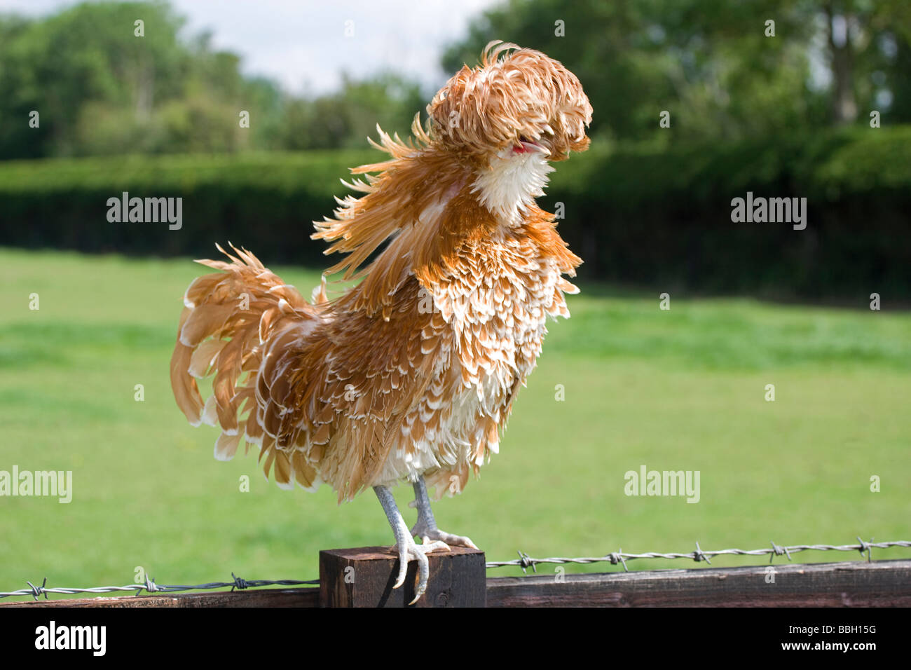 Polish Bantam High Resolution Stock Photography and Images - Alamy