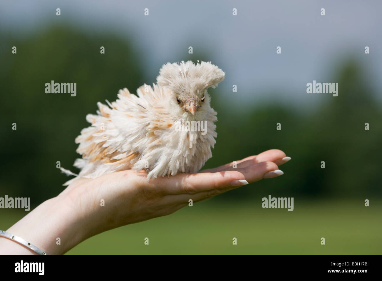 On hand holding animals birds farm farms livestock hi-res stock ...