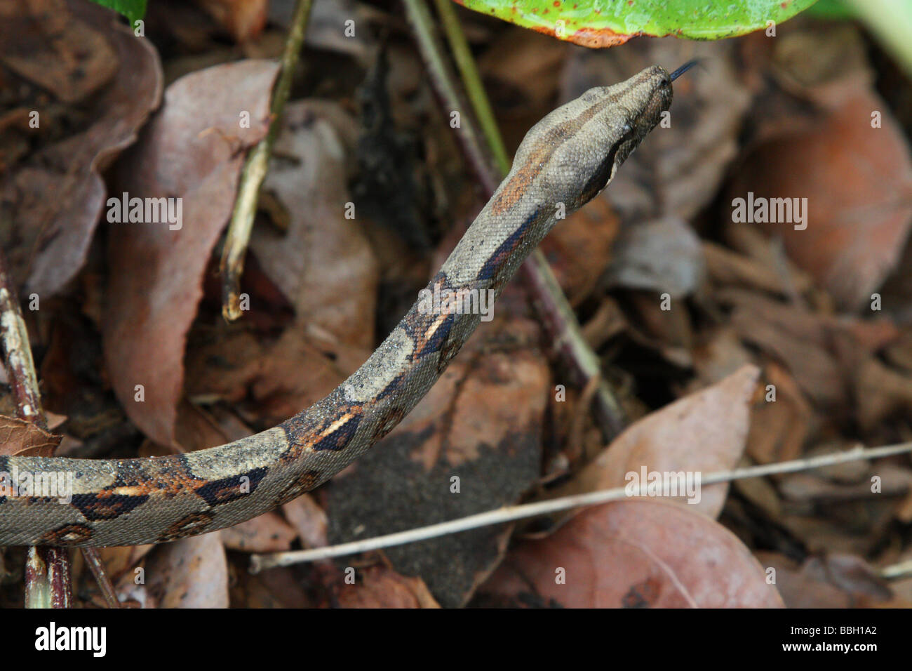 Boa Constrictor Costa Rica High Resolution Stock Photography and Images ...