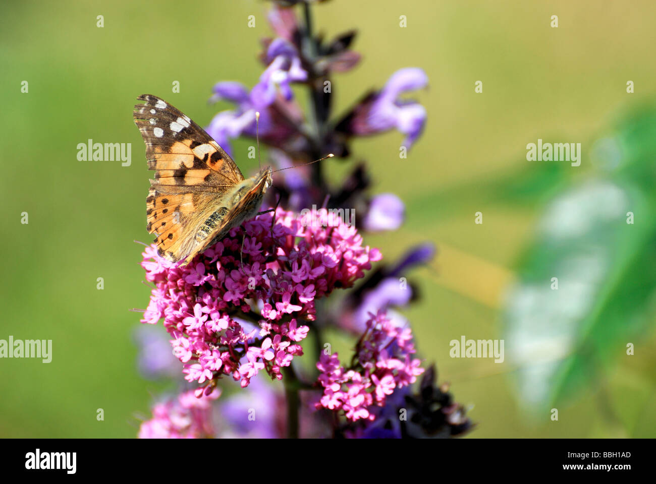 Painted lady england hi-res stock photography and images - Alamy