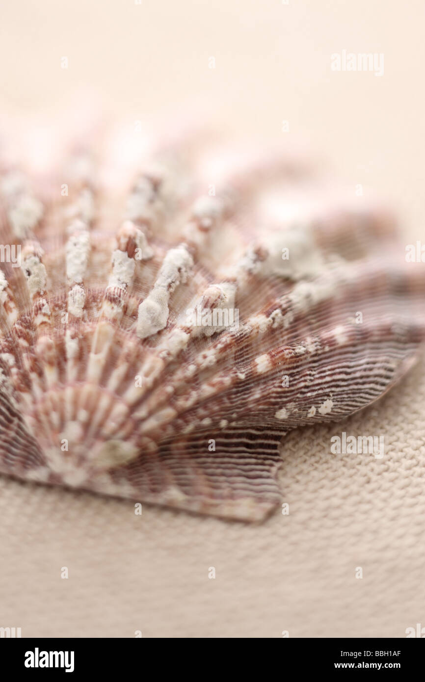 Selective focus shell hi-res stock photography and images - Alamy