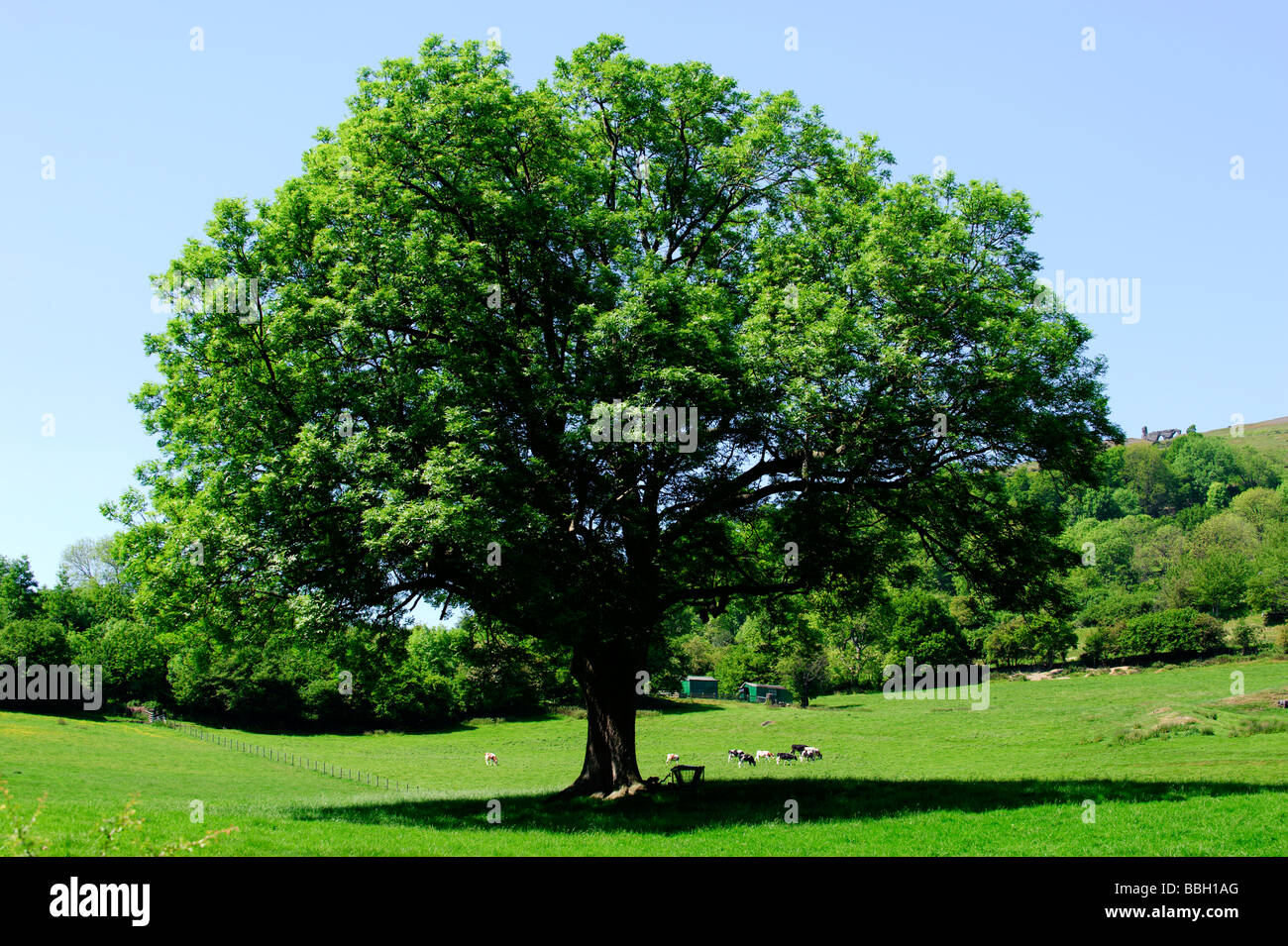 European ash tree hi-res stock photography and images - Alamy
