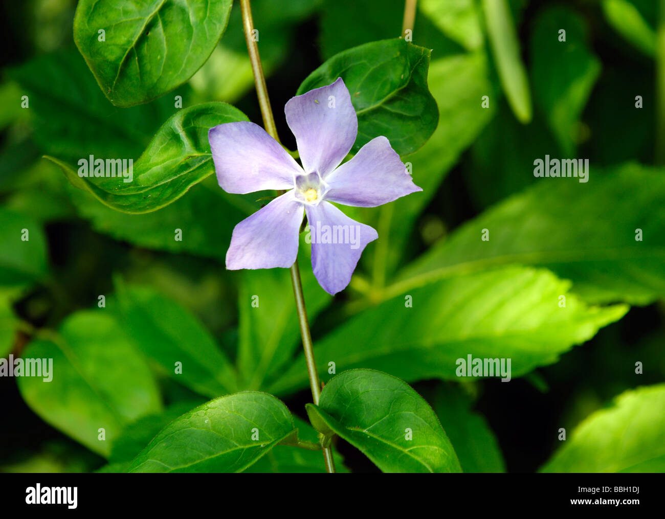 Periwinkle flower hi-res stock photography and images - Alamy