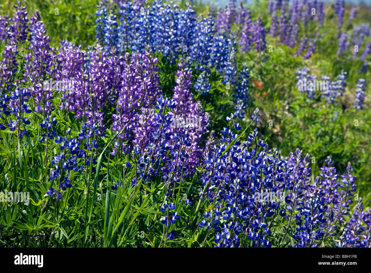 Wild Perennial Lupin Lupinus perennis at Rock Point Black Canyon of the ...