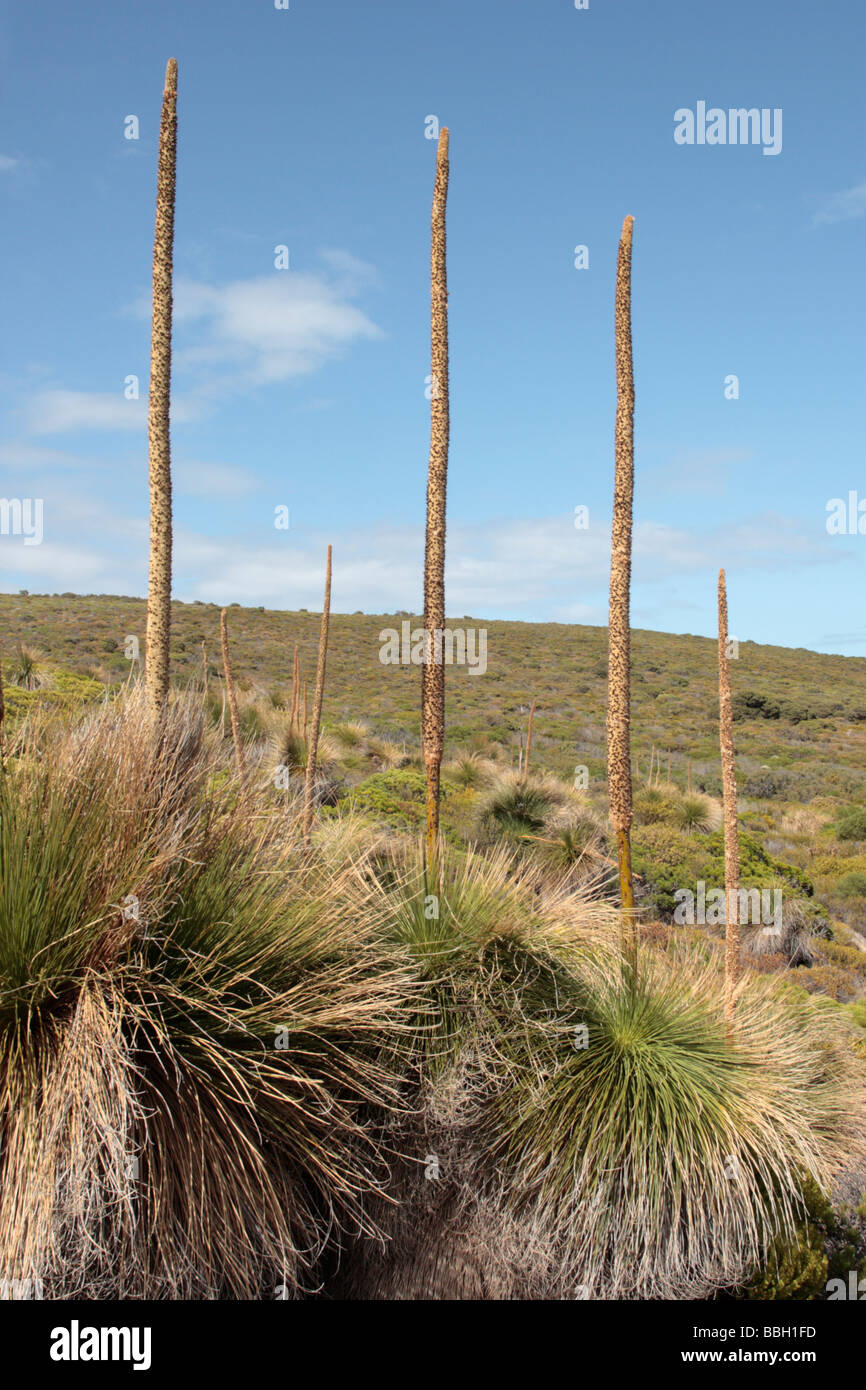 Trail through the bush at Cape Naturaliste on Geographe bay towards ...