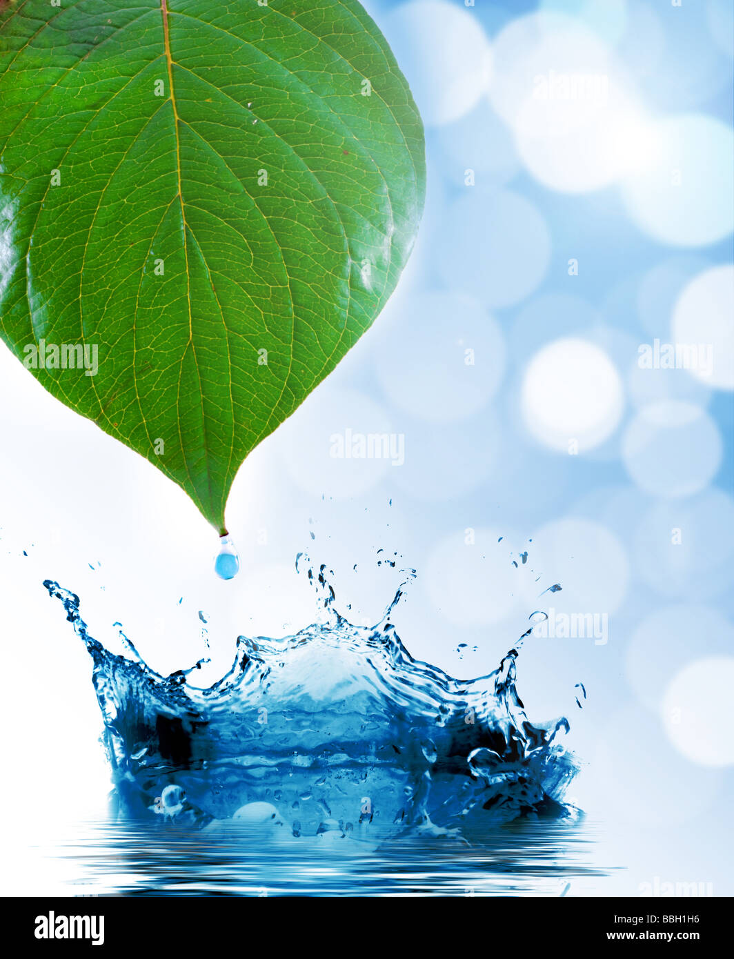 Green leaves water splashing hi-res stock photography and images - Alamy