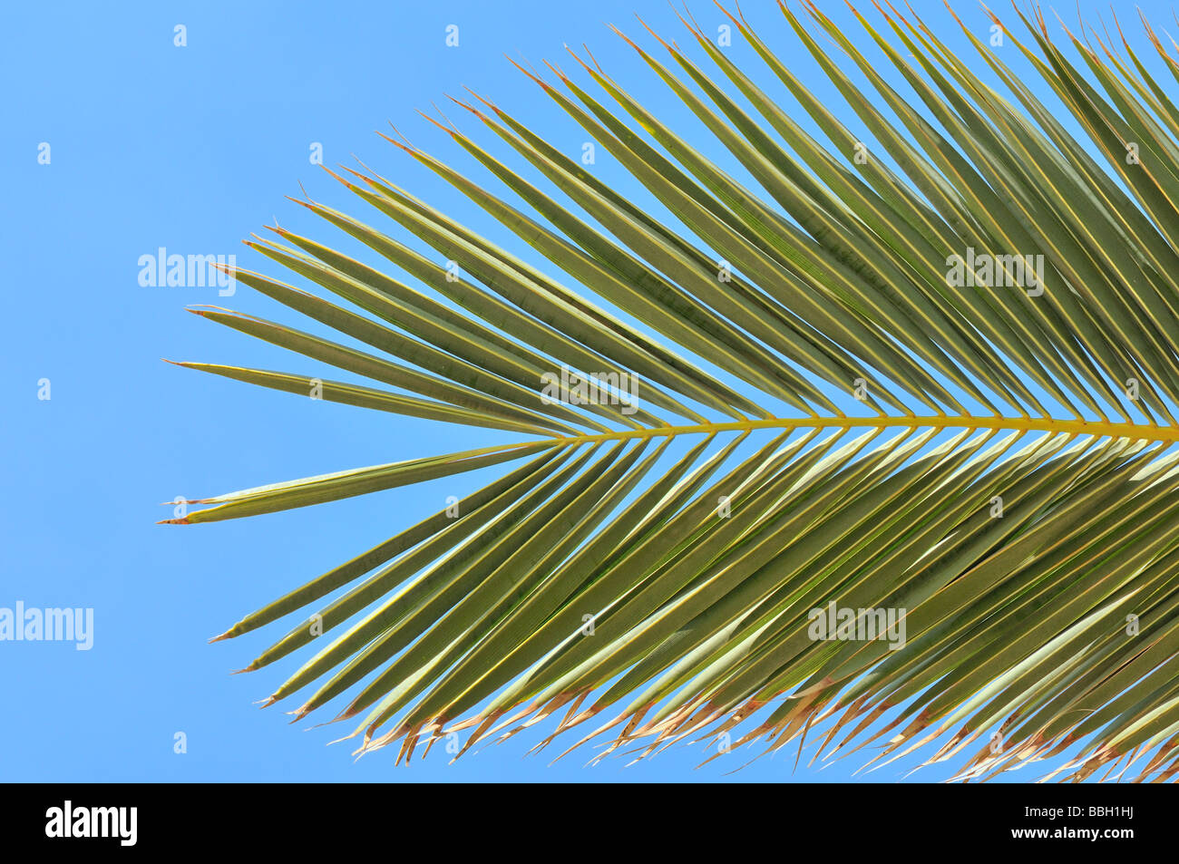 Tropical palm tree leaf hi-res stock photography and images - Alamy