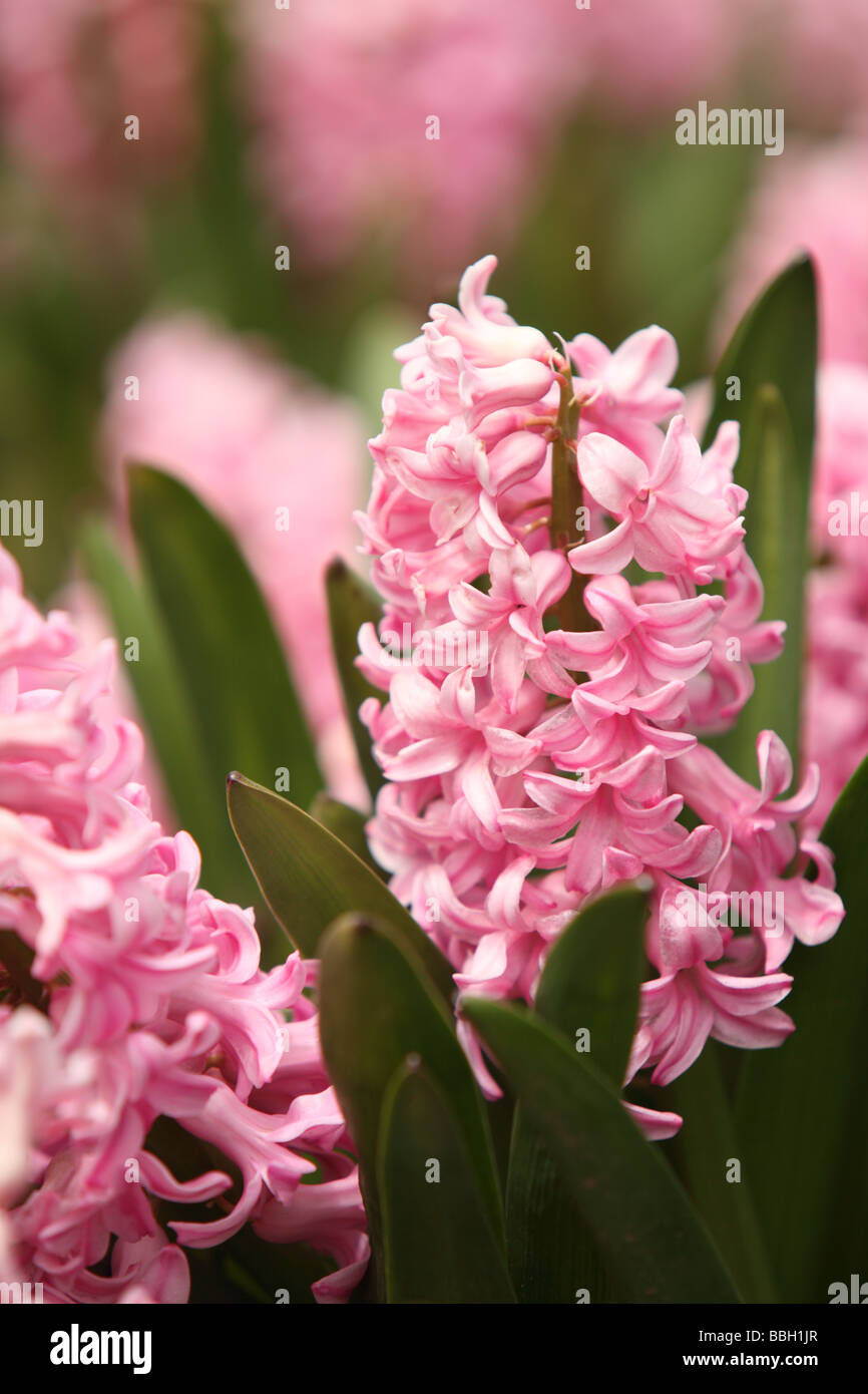 Hyacinth detail hi-res stock photography and images - Alamy