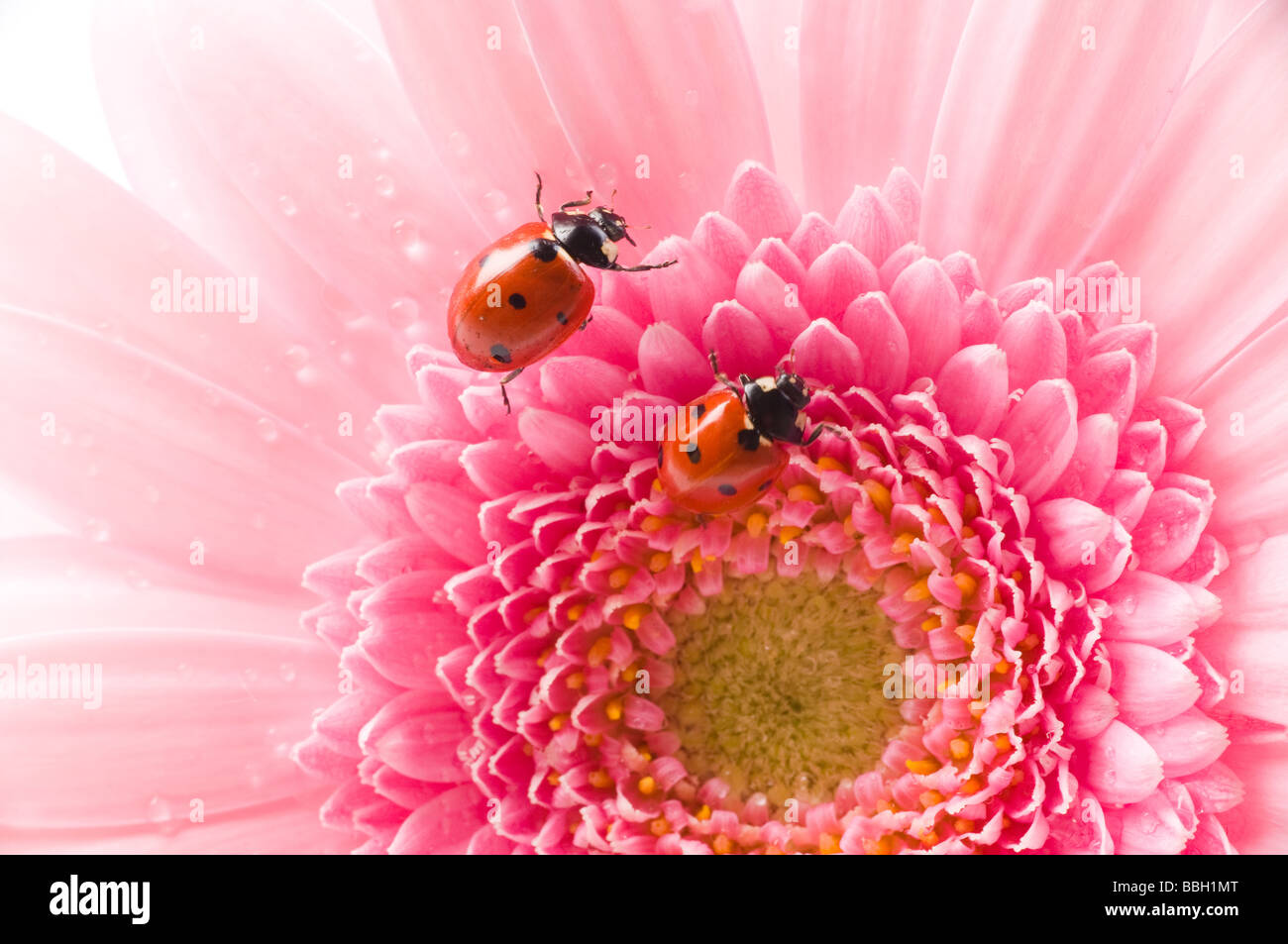 small red Ladybird on flower Stock Photo - Alamy