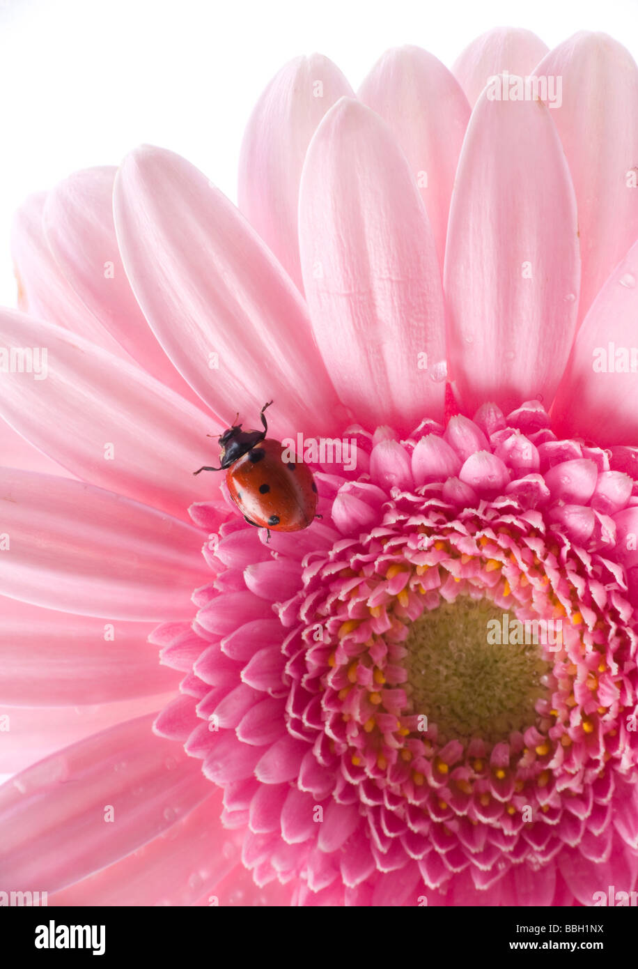 small red Ladybird on flower Stock Photo - Alamy