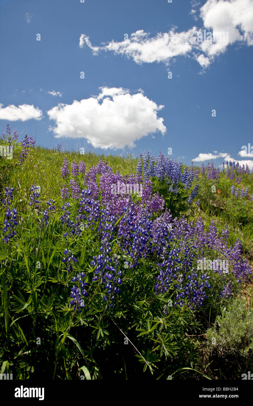 Wild Perennial Lupin Lupinus perennis at Rock Point Black Canyon of the ...